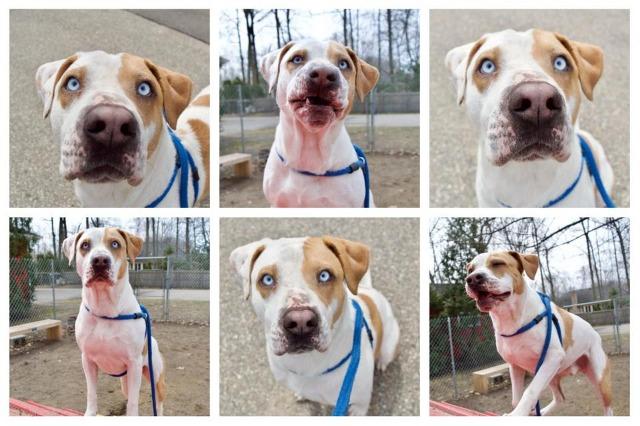 Tails of Hope: The Story of Leo - Humane Society of Macomb