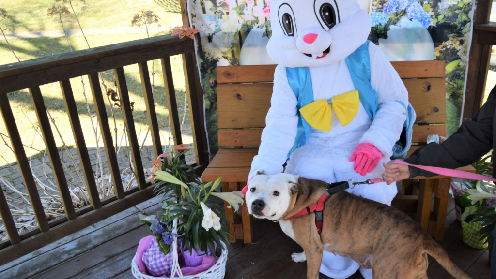 Photos With The Easter Bunny - Humane Society Of Macomb