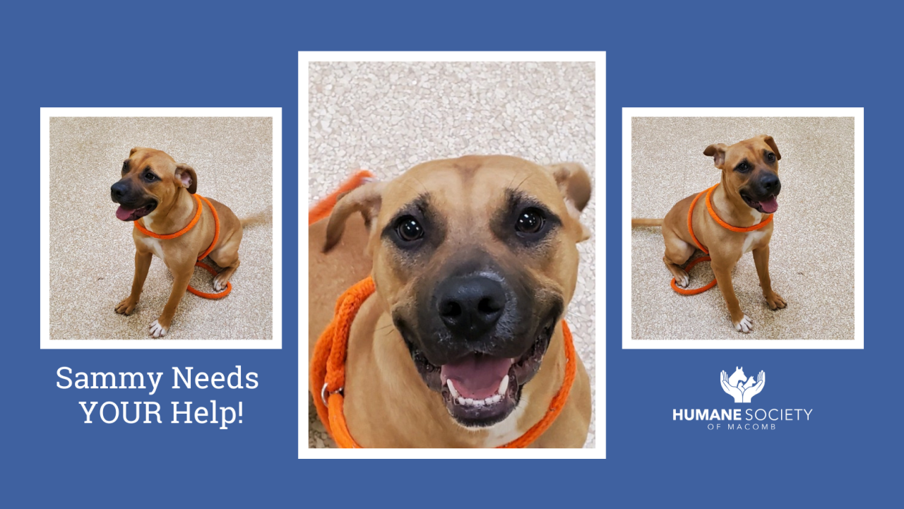 Sammy Needs YOUR Help! - Humane Society Of Macomb